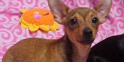 Wednesday's Pet is Buffet - Southern Maryland News Net | Southern ...