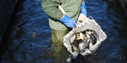 The Maryland Department of Natural Resources Begins Preseason Trout ...