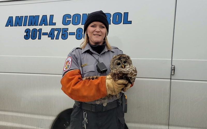 Animal Control Officer in St. Mary's County Rescues Injured Owl ...