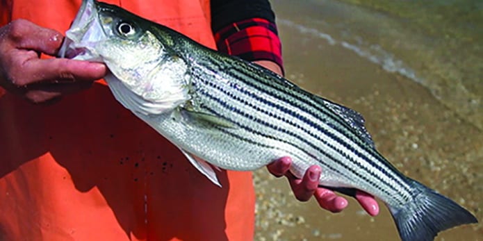 Rockfish Population in Trouble, New Study Finds; Catch Limits Likely ...