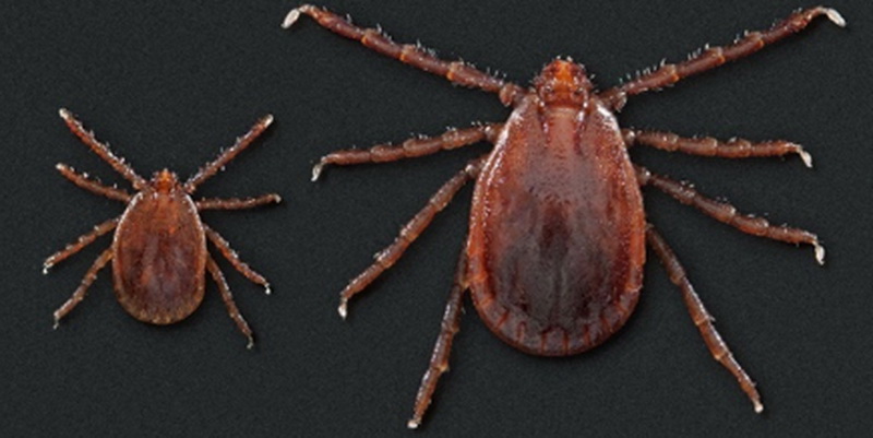 What you Need to Know About Asian Longhorned Ticks - A new Tick in the ...