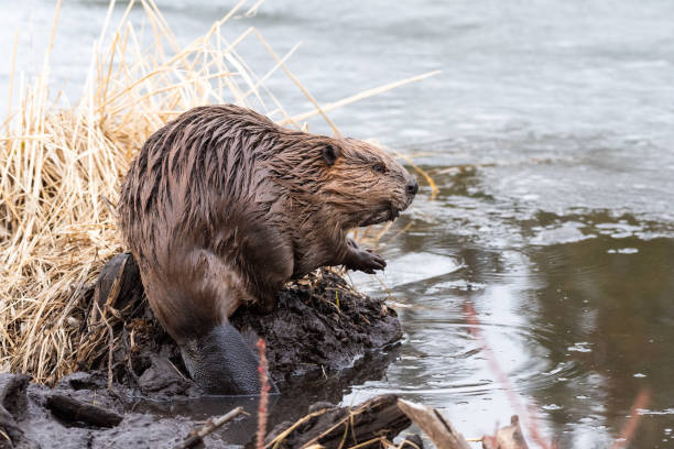 AUDIO: Two Adult Females Injured After Beaver Attack in Bushwood ...