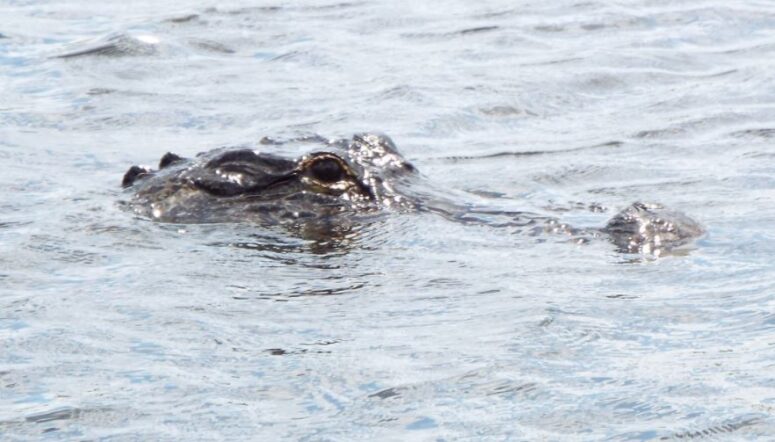 Officials Trying to Trap an Alligator Reported in St. Mary's County ...