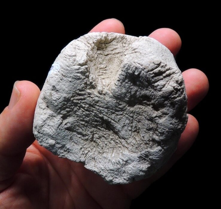 Fossilized Poop Found from Calvert Cliffs Given Scientific Names ...