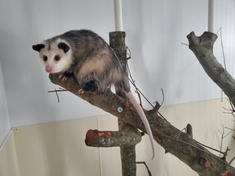 Marsupial Makes Debut at Calvert Marine Museum - Southern Maryland News ...