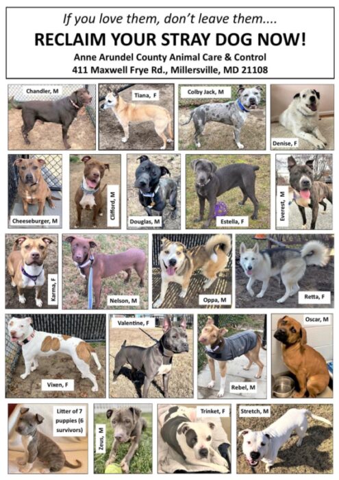 Anne Arundel County Animal Care & Control in Millersville Waiving Dog ...