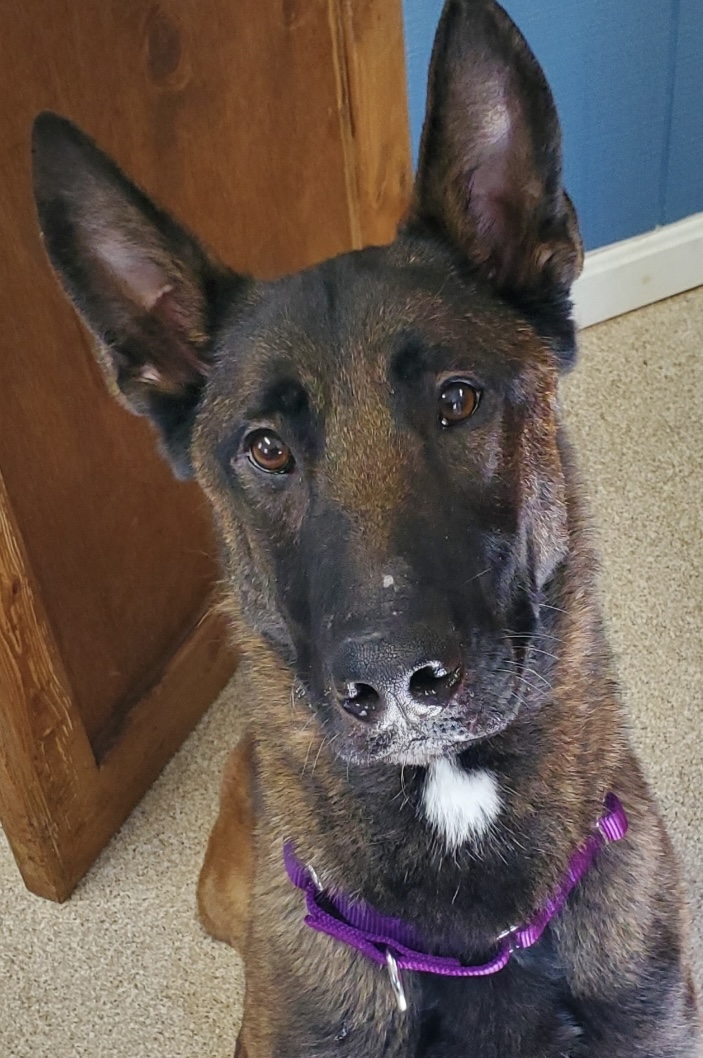 A Special Adoption Story - Rescue Dogs Can Rescue Too! - Southern ...