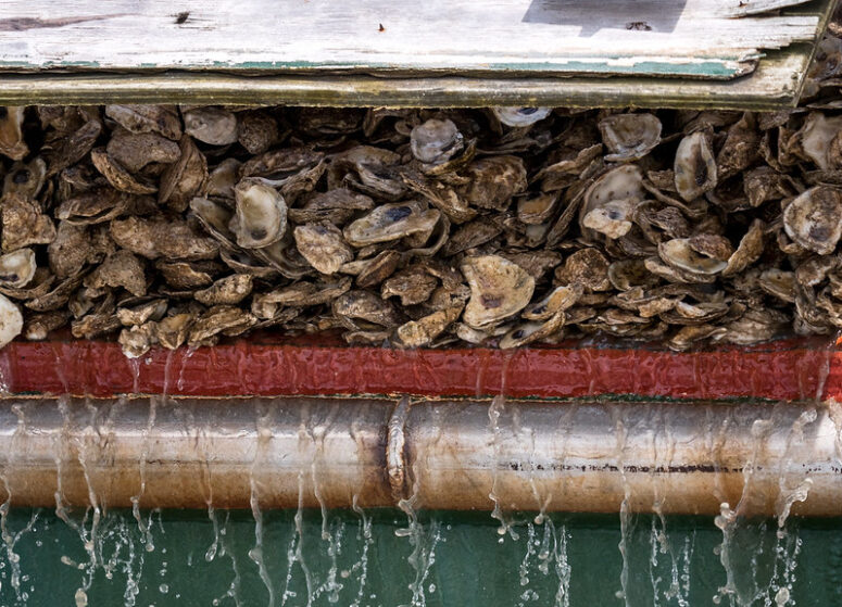 Maryland’s Oyster Restoration Sanctuaries Show Promising Signs for ...
