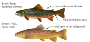 Fall 2024 Trout Stocking to Begin Across Maryland - Southern Maryland ...