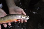Maryland Department of Natural Resources to Begin Fall Trout Stocking ...