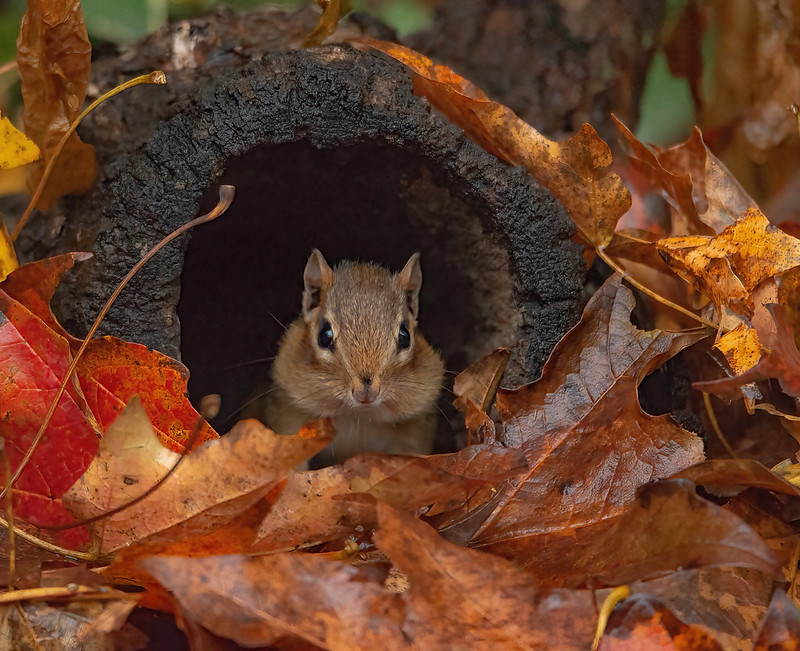 2024 Maryland Natural Resource Photo Contest Winners Announced ...